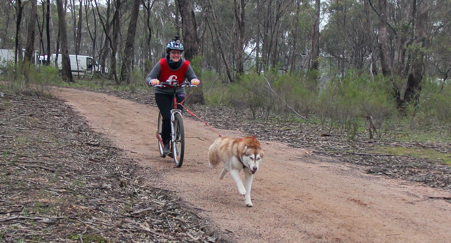 2021 Race 4 – Siberian Husky Club of Victoria Inc.